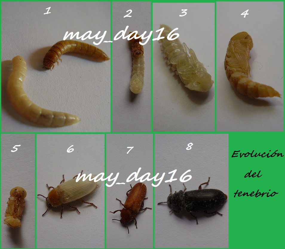 Alimentos Vivos: TENEBRIO