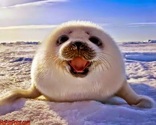 Amazing Funny Friendly Baby Animals Image ~ Amazing Funny Photos