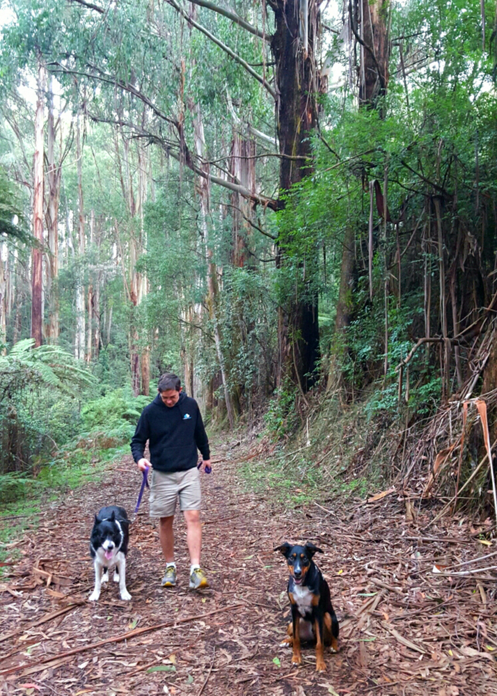 Paws Explores Adventure Walk - May 8 | Australian Dog Lover