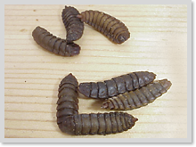 Fuzi Maulana Ash'ari: Maggot BSF (Black Soldier Fly)