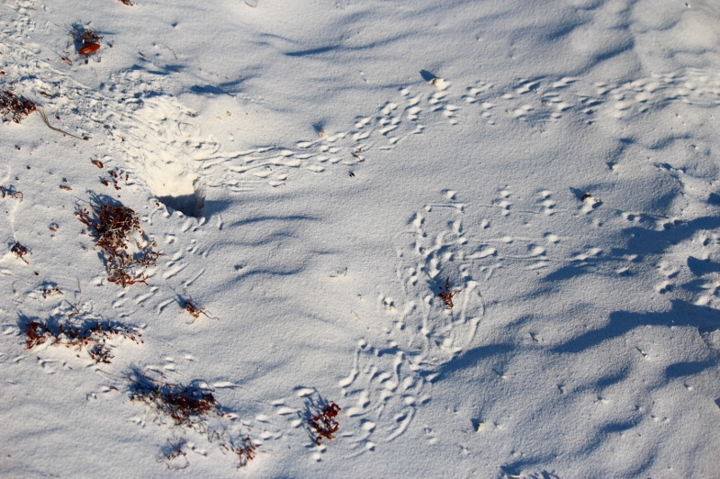 (Animal) Footprints in the Sand~!