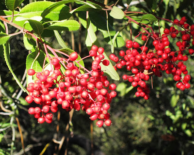 Doves Today: Hollywood - what's in a name?