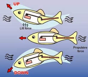 Mechanics and Dynamics of how fishes swim | akshay