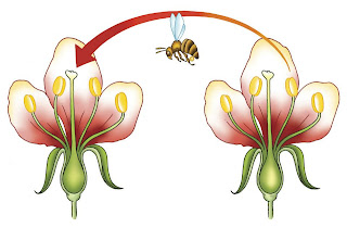 Srdjan Stamenkovic's ILLUSTRATIONS: Pollination by Bee