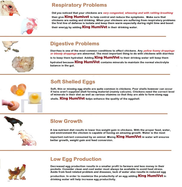 GRAND HUMIVET: The Best Health Routine Supplement (King HumiVet Repackaged)