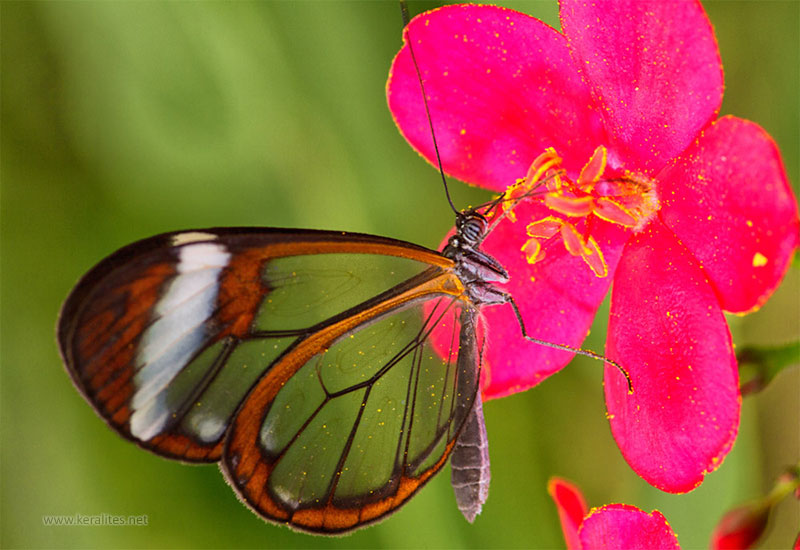 Stunning Photos of the Glass-winged Butterfly