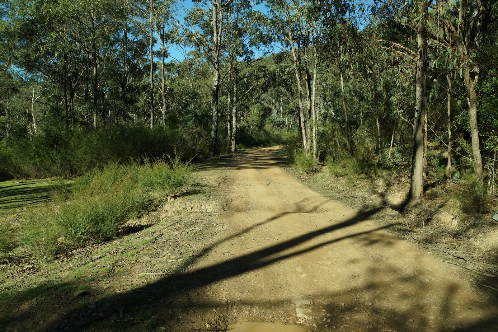 East-Gippsland Birds: The Haunted Stream (Stirling)