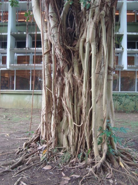 Princeton Nature Notes: Puerto Rico: Skinless Trees and People