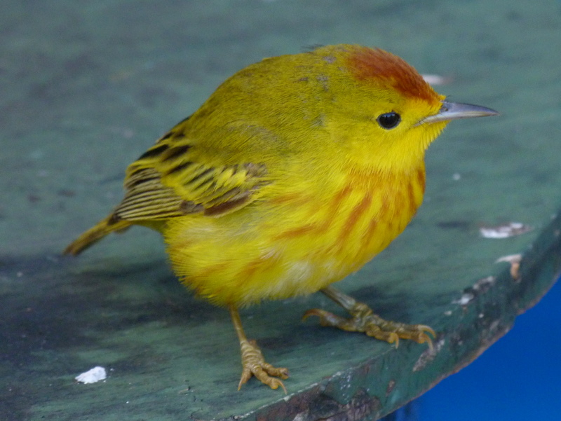 Ian Fraser, talking naturally: Yellow, not so Mellow in Nature