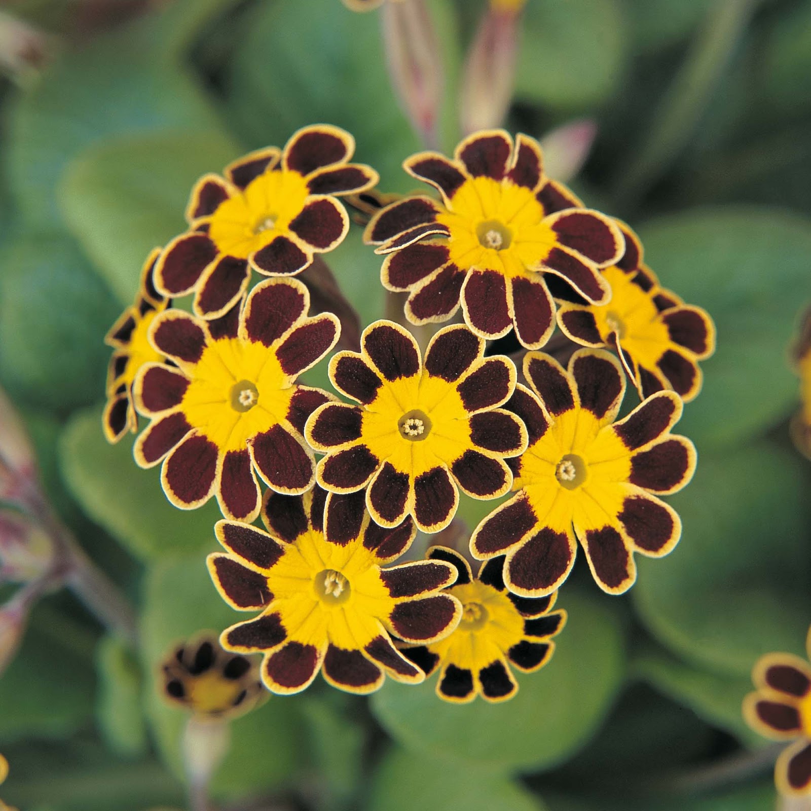 AgriHunt: Primula Gold-laced Group (Polyanthus Gold Lace)