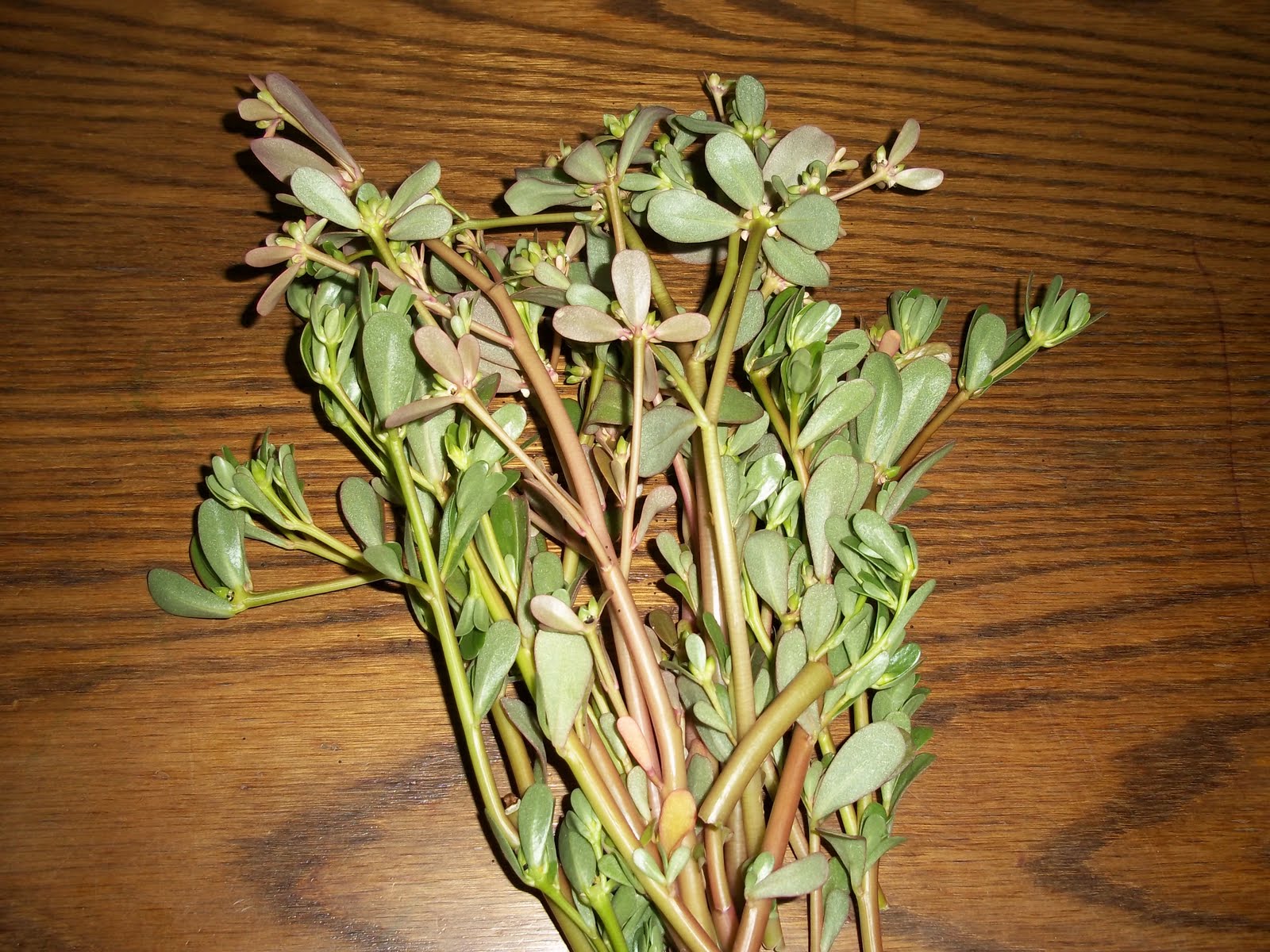 Foraging for Purslane | Penniless Parenting