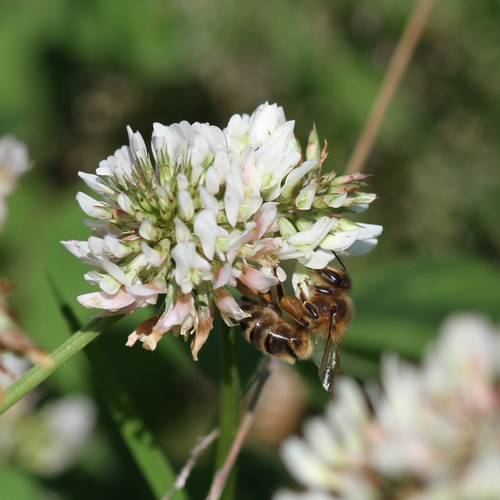 TrogTrogBee: White clover pollen