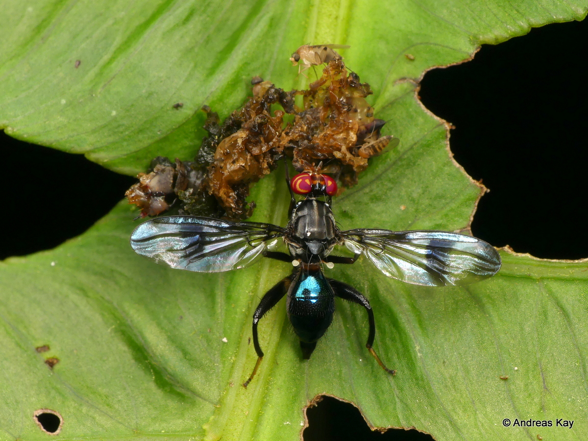 Variety of Life: Richardiidae