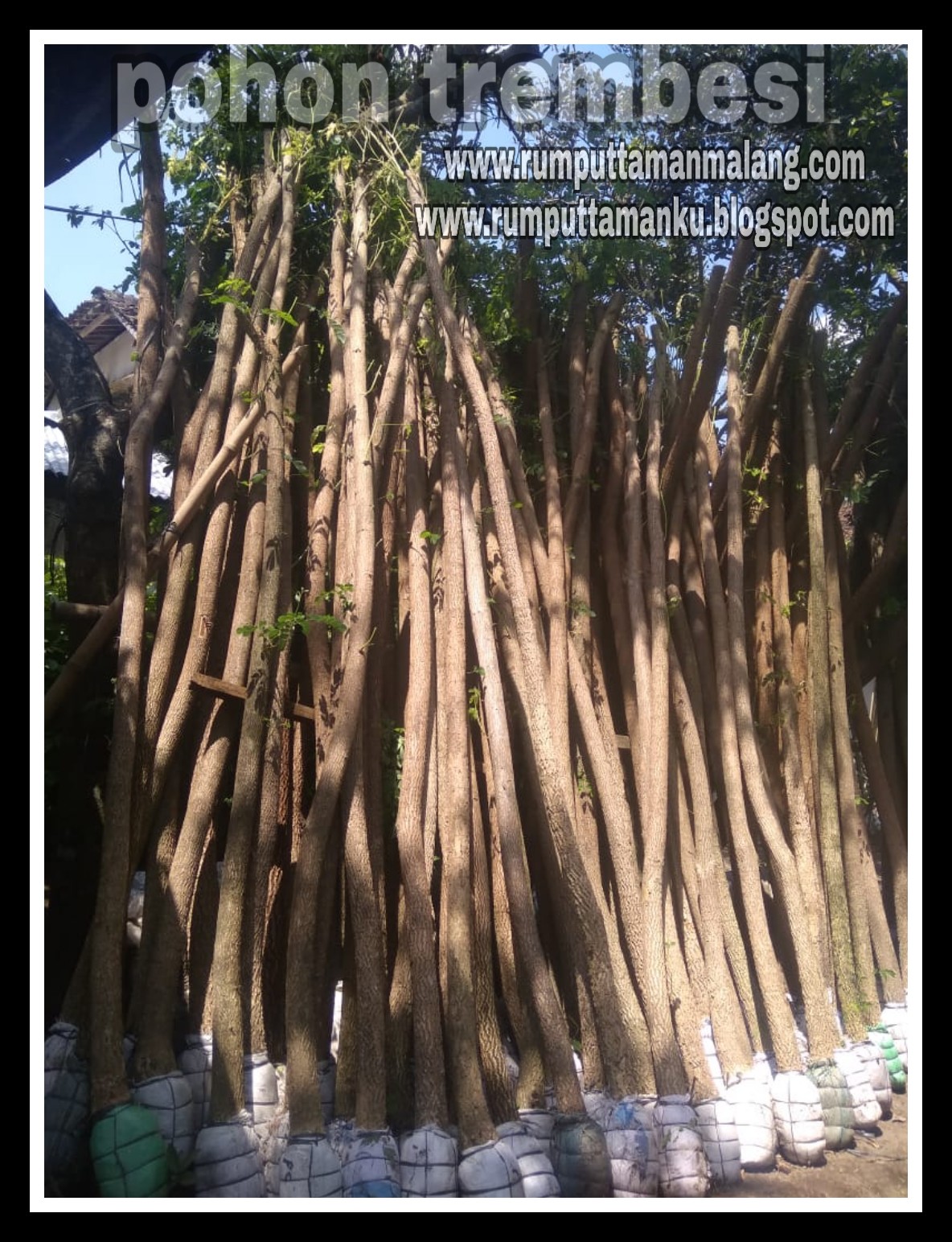 Harga jual Pohon Trembesi , Harga jual Pohon ki hujan ~ JUAL RUMPUT ...