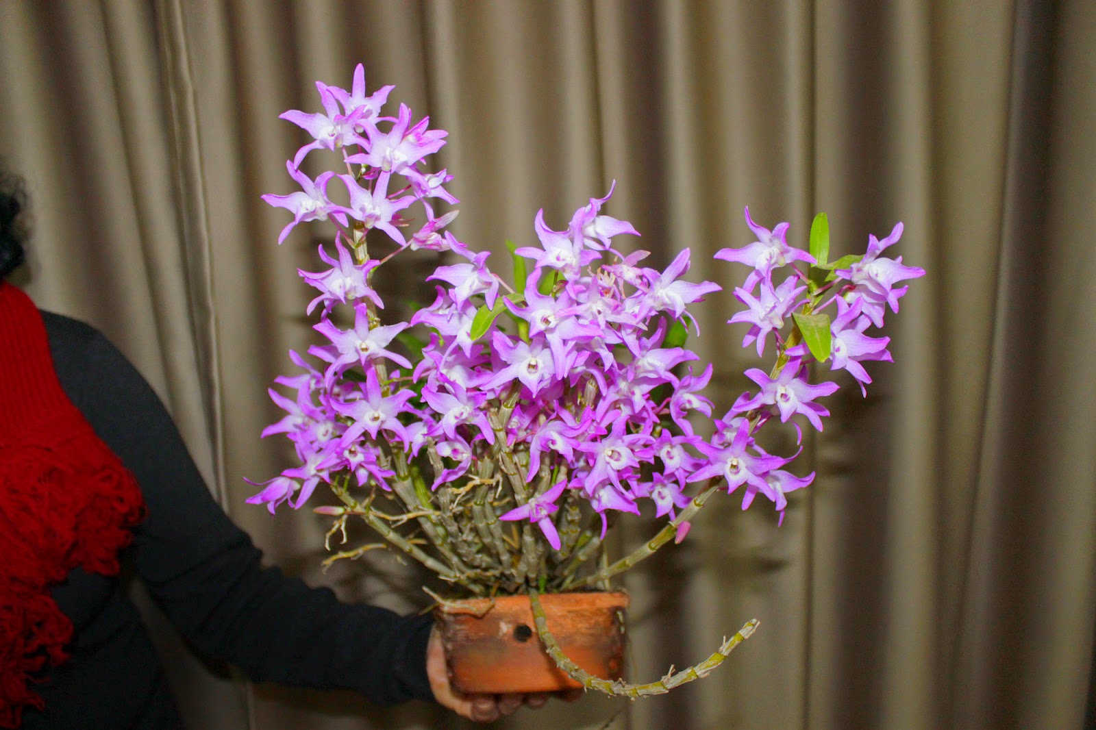 Arachnis: MINI DENDROBIUM