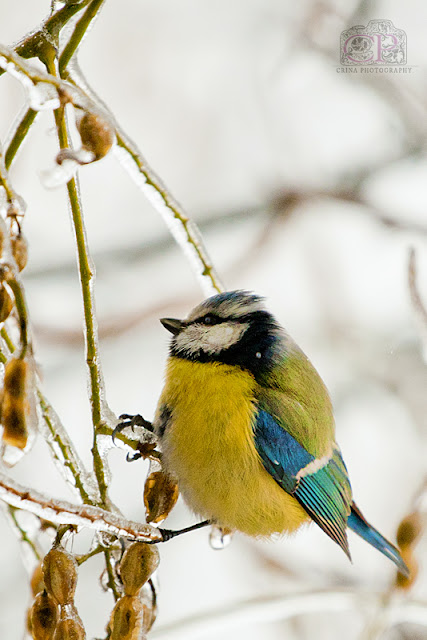 Pitigoiul albastru (Parus caeruleus)