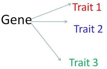 Single Gene Trait