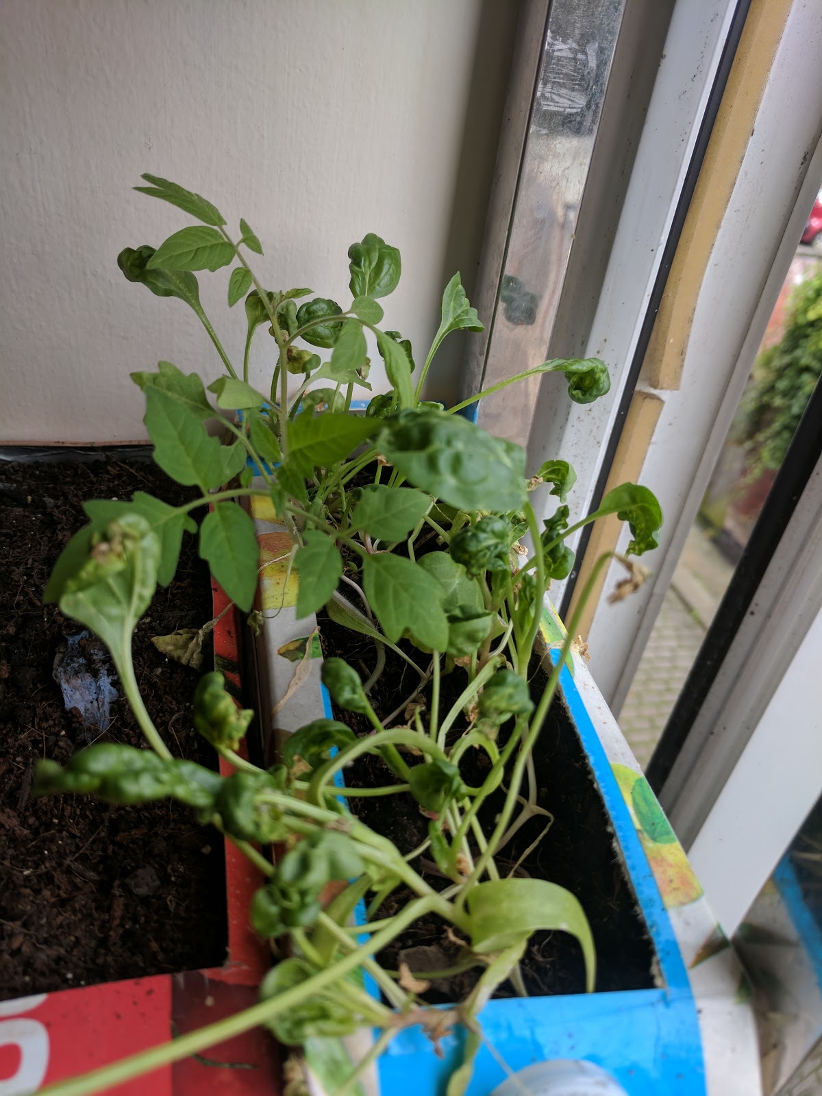 A Possible World: Repurposed juice cartons and propagating succulents