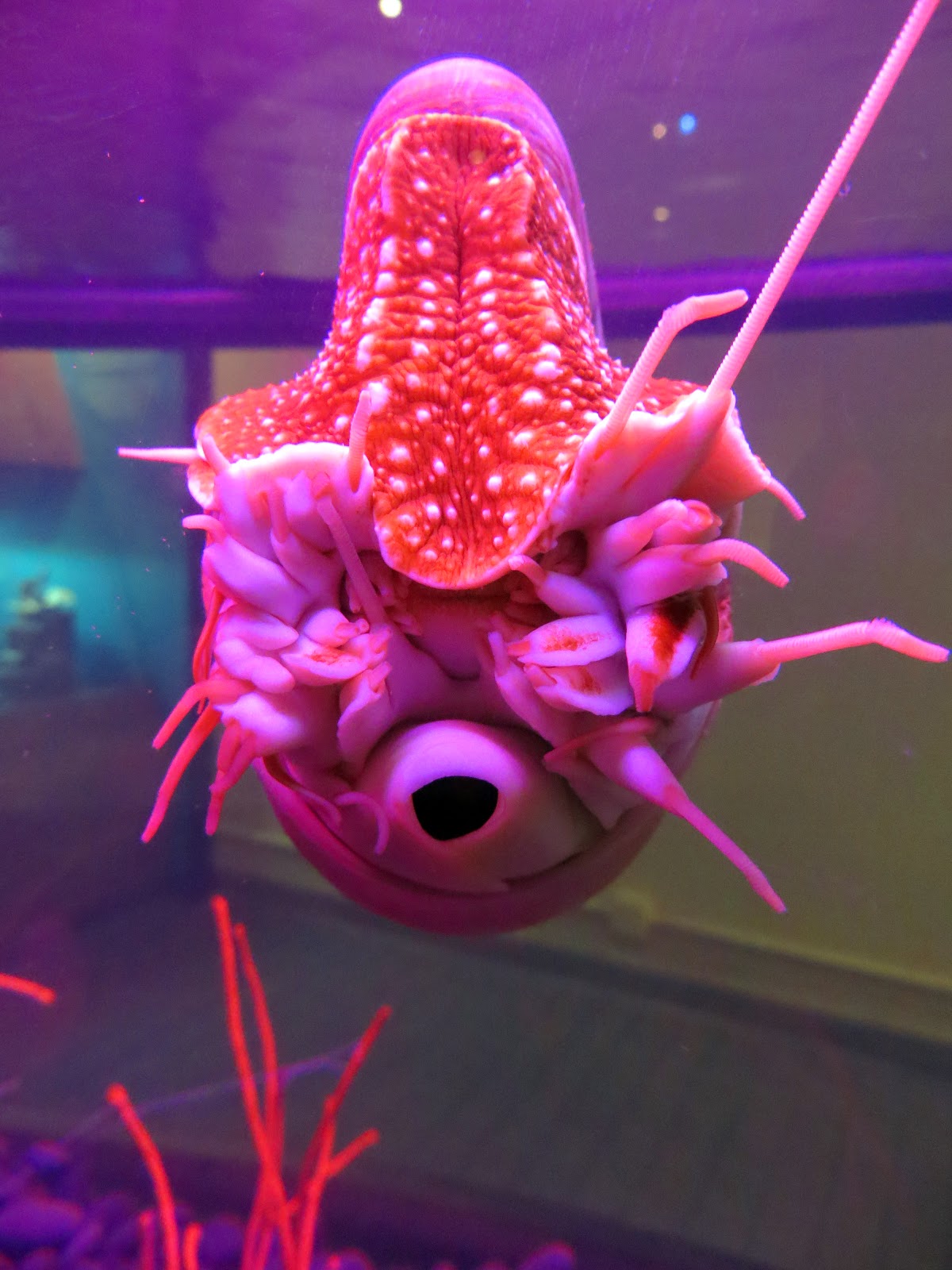 Rarest Sea Animals These 34 Rare Sea Animals Seem To Come From Another