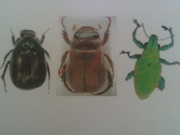 SOP - Farm Management For Eportation of Fresh Fruits to USA. | STESEN ...