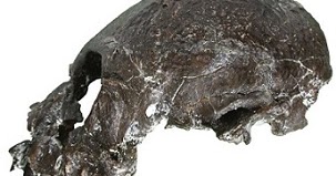 Noticias de Paleontologia: Homunculus patagonicus, un monito del ...