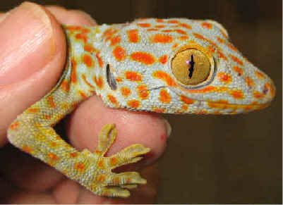 Tokay gecko Or Tuko