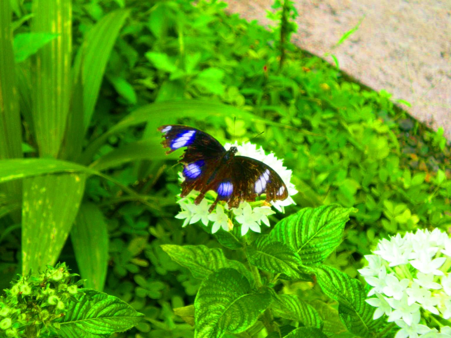 Wander With Sky: Beautiful Bohol Paradise