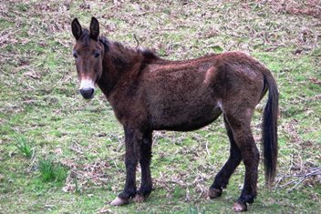 Hola, Sopetrán.: El ganado Mular.
