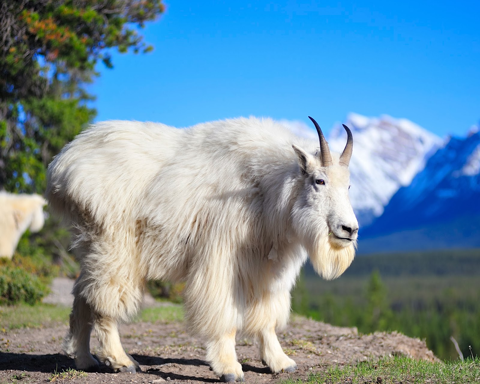 Beautiful Animal Goat Wallpapers HD ~ Desktop Wallpapers free Download