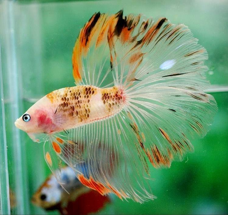 Betta Splendens: Les plus belles photos de bettas: Mars 2014