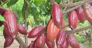 10+ Cara Gambar Coklat Pics