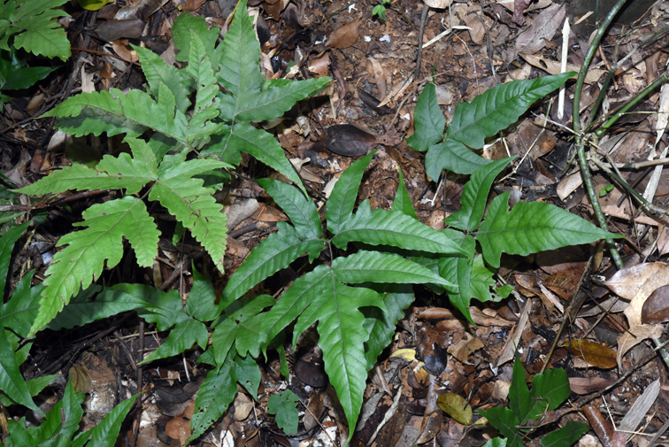 福星花園: 三叉蕨