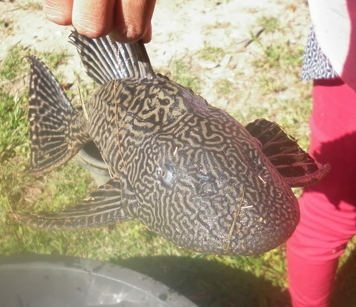 ChiangHai Mag: Airplane fish