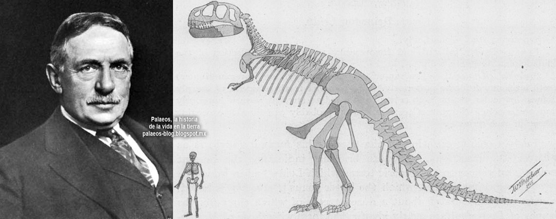 Palaeos, la historia de la Vida en la Tierra: Notas cortas: ¿Don T-rex ...