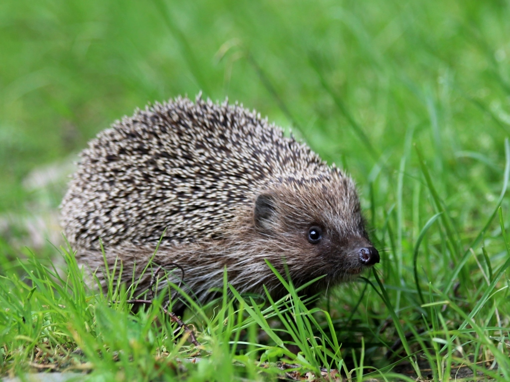 Wędrujący jeż i drozd śpiewak z dżdżownicą ( 20 )
