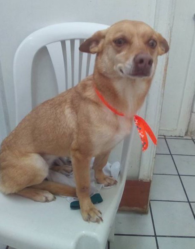 Ayudame a volver a casa: Perrita color caramelo ENCONTRADA BUSCA A SU ...