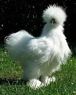 MIS GALLINAS: RAZAS GALLINAS