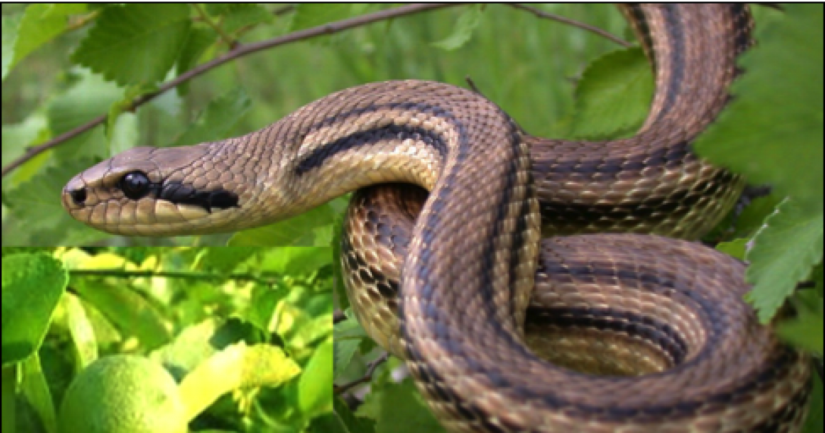 Relato 37. La culebra