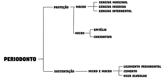 Aula de Periodontia - Anatomia, Histologia e Fisiologia do Periodonto ...