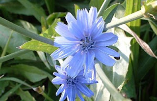 Kako Liječiti: Vodopija - Ljekovita svojstva biljke