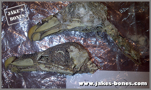 My brilliant new clever invention for cleaning bones : Jake's Bones