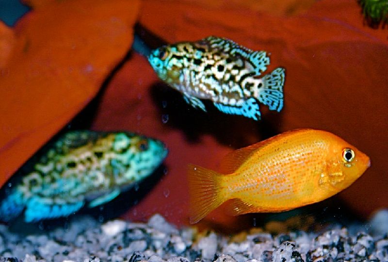 Ikan Hias Etropes Kuning (Orange Chromide) dan Budidayanya