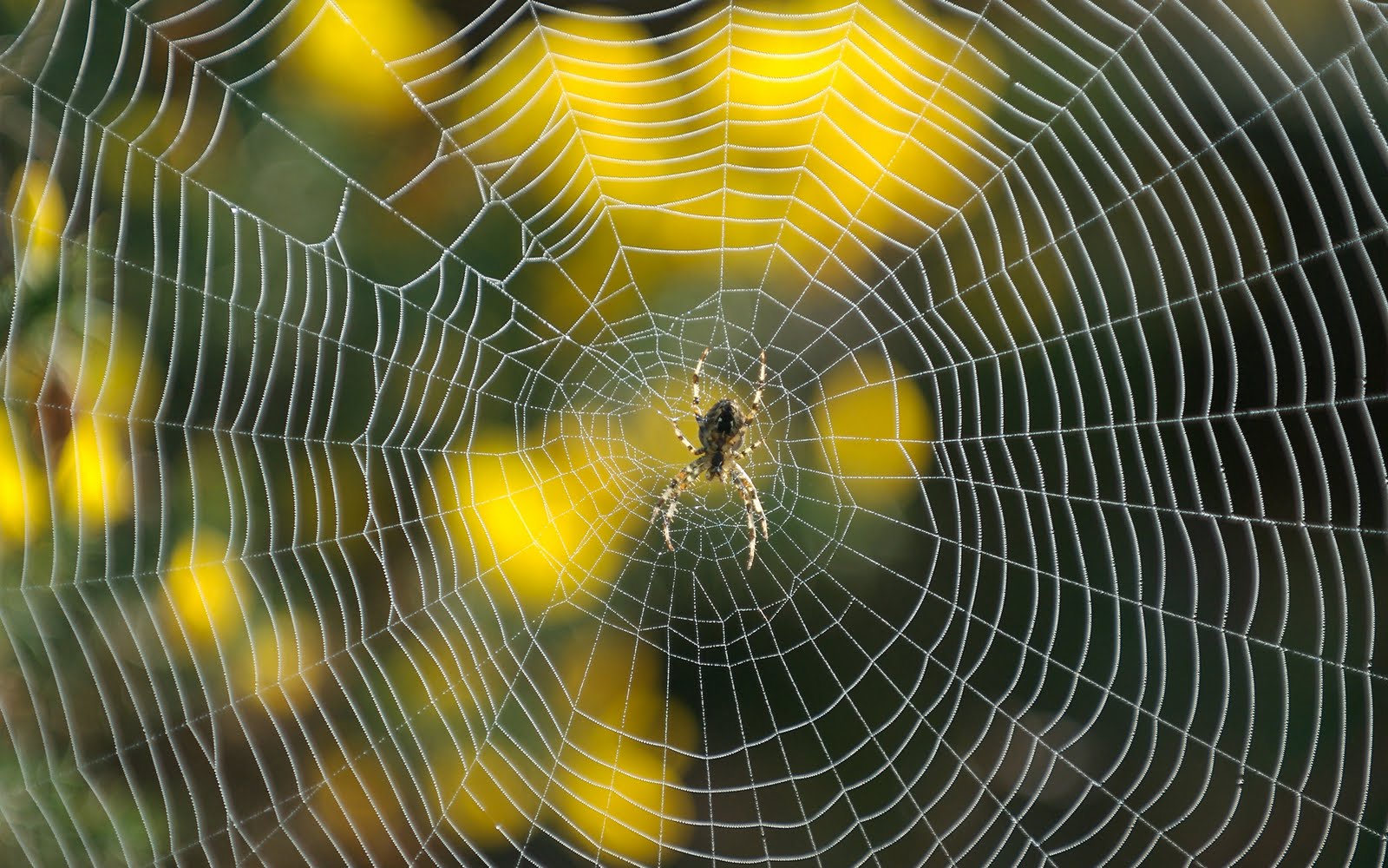 Spinnen Achtergronden
