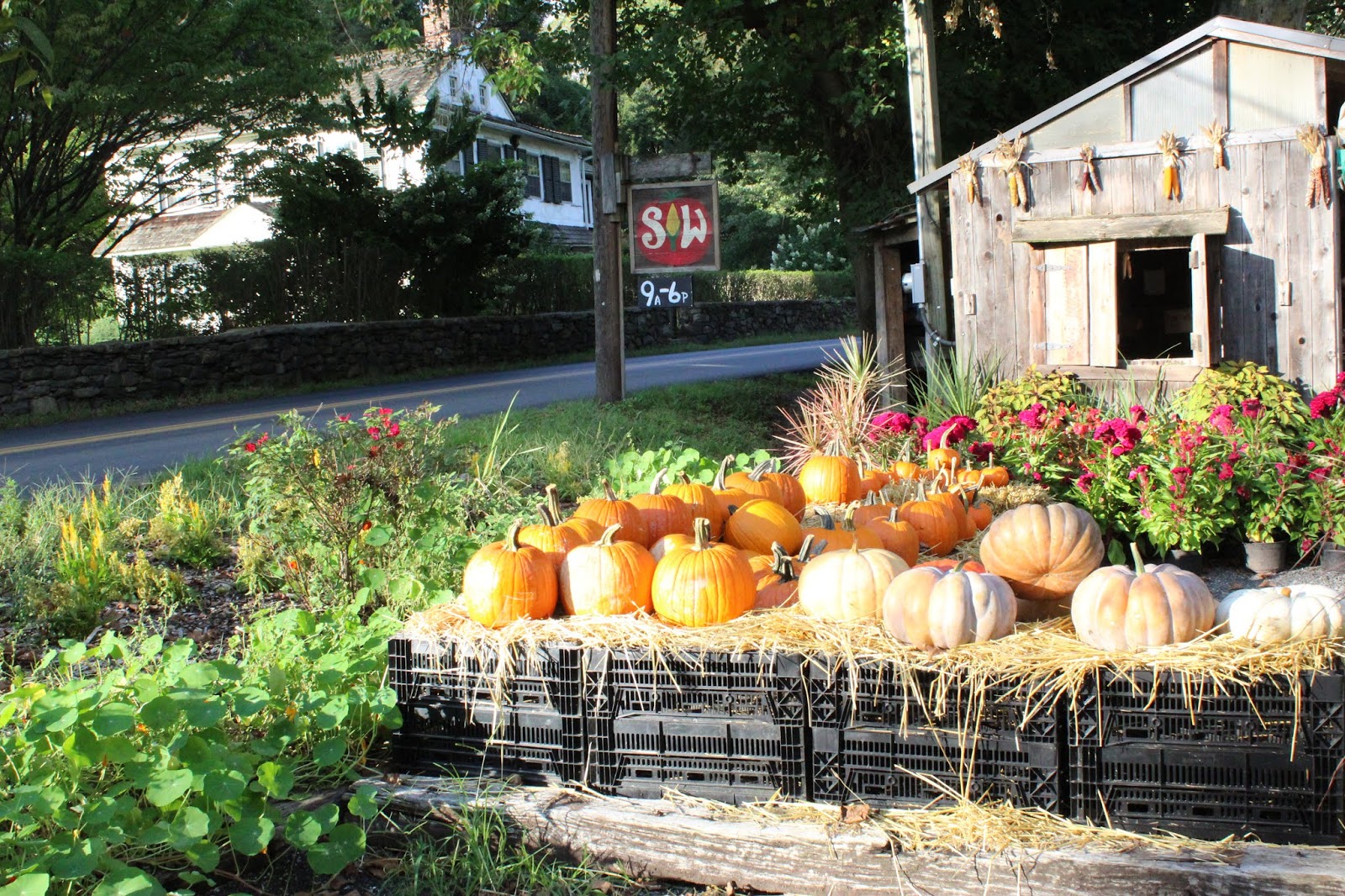 SIW Vegetables: Fall Farm Stand