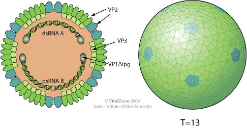 Family Birnaviruses ~ Virus Information