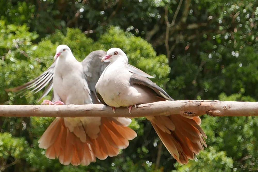 *An English Travel Writer*: Back from Mauritius.