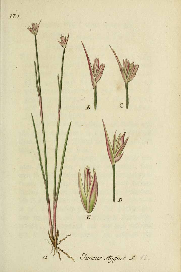 Всё о бегониях и не только...: Ситник стигийский / Ситник грязноводный ...