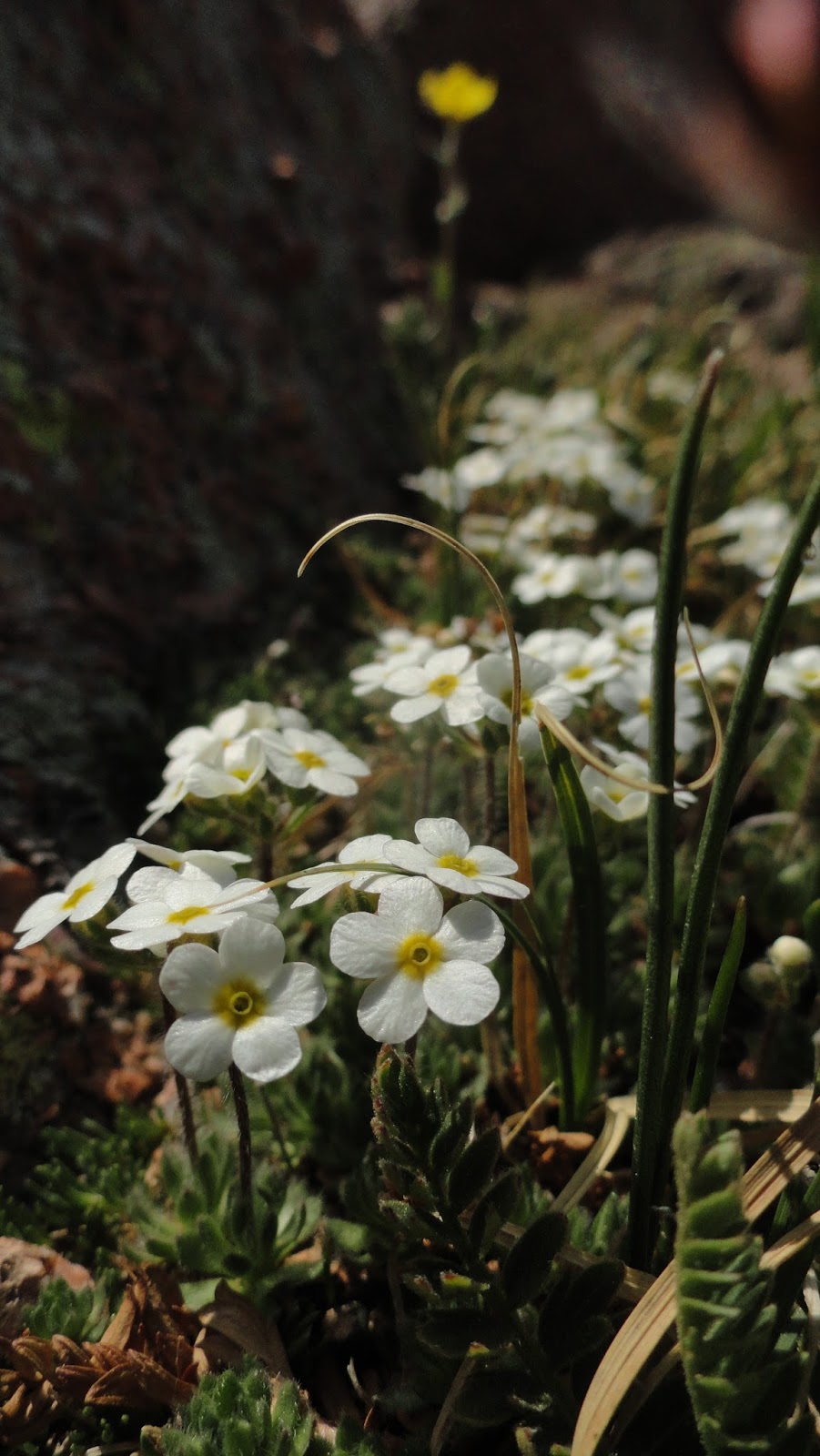 Prairiebreak: Colorado! or bust (Mementos from EXACTLY five and a half ...