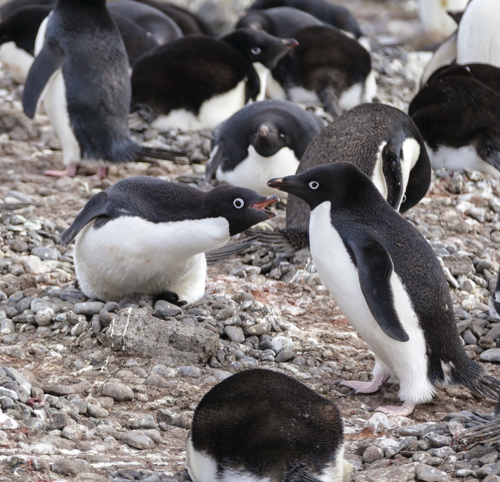 Follow North : Penguin Colony Lifecycle on the Antarctic Peninsula.