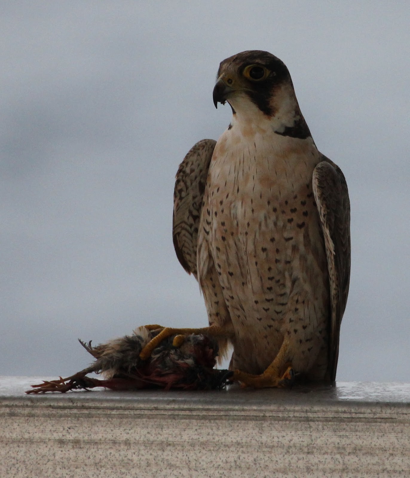 PELAGIC BIRDER: Barbary falcon?
